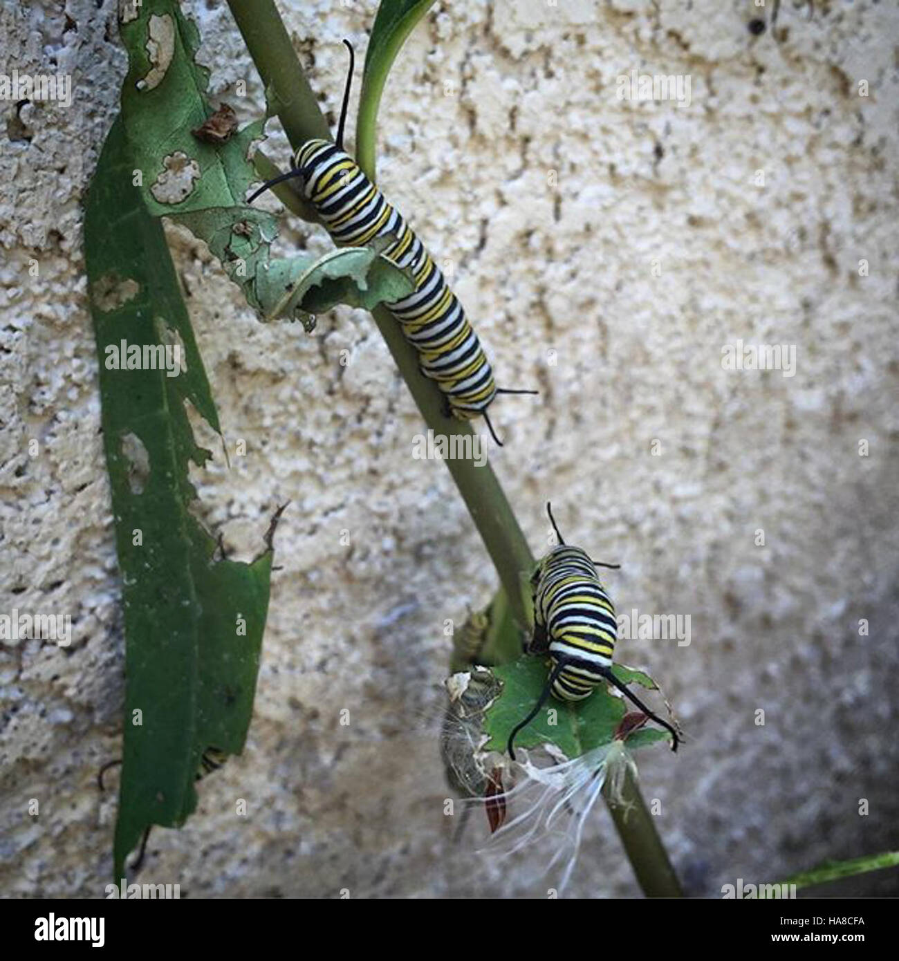 Monarch caterpillars are featured in a National Park, emphasizing their ...