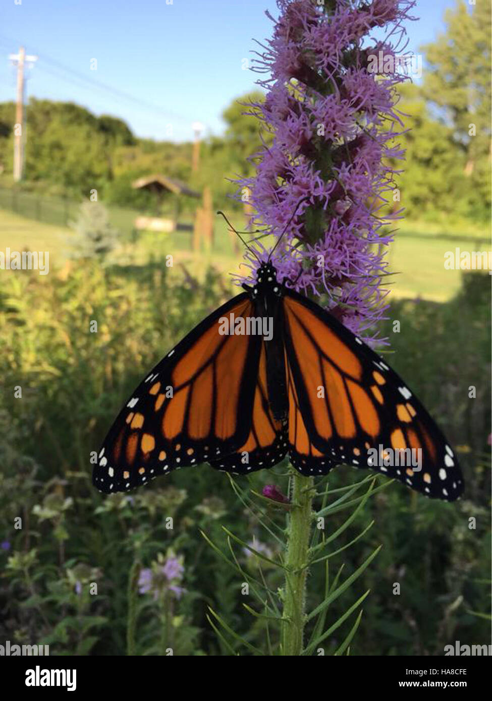 usfwsmidwest 20350594408 Monarch Butterfly in Iowa Stock Photo - Alamy