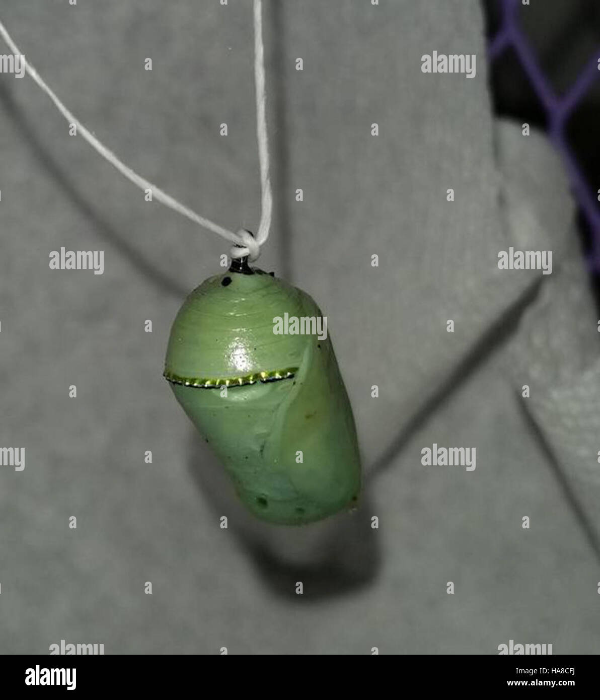 A Monarch butterfly chrysalis is spotted in a California National Park ...