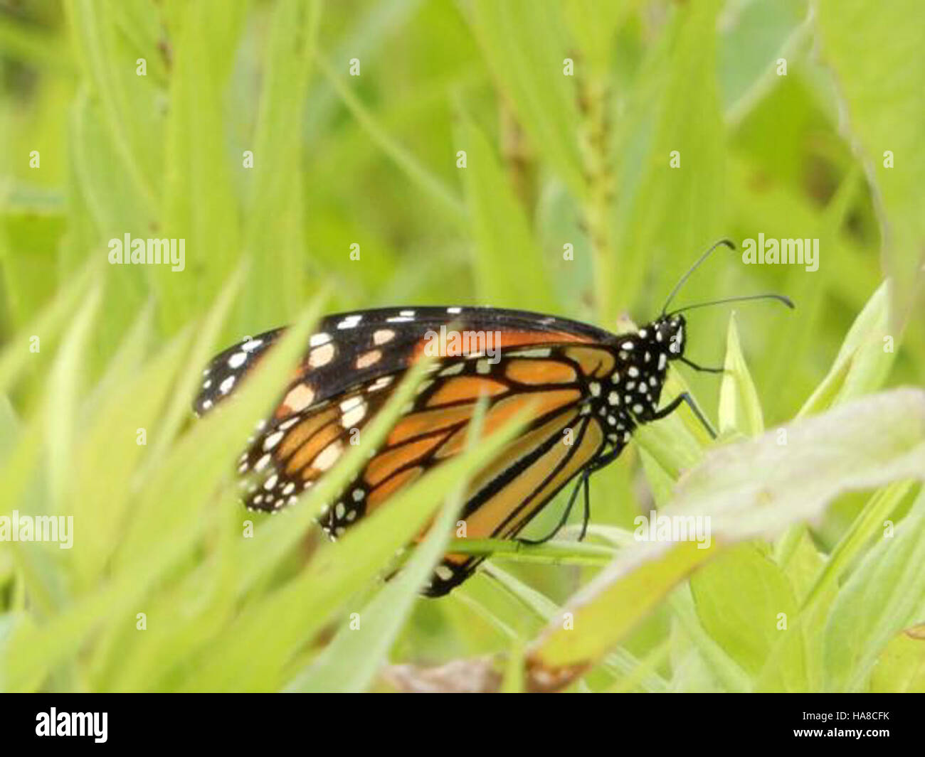 A Monarch Butterfly is observed in Illinois National Park, highlighting ...