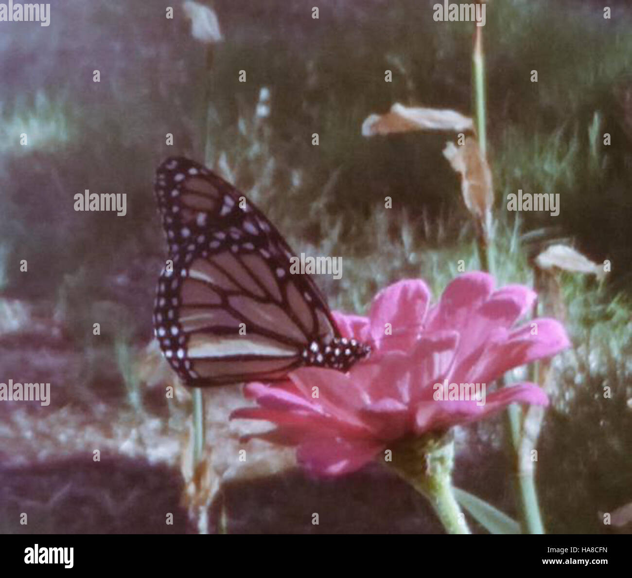 The Monarch Butterfly migrates through California’s national parks ...