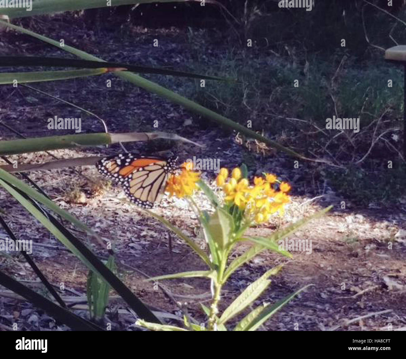 The Monarch Butterfly is a key species in California National Park ...