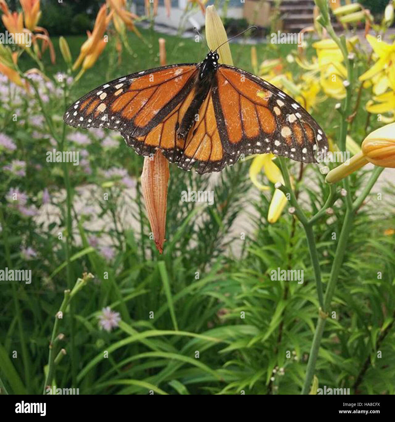 A Monarch butterfly, known for its migratory patterns, rests in ...