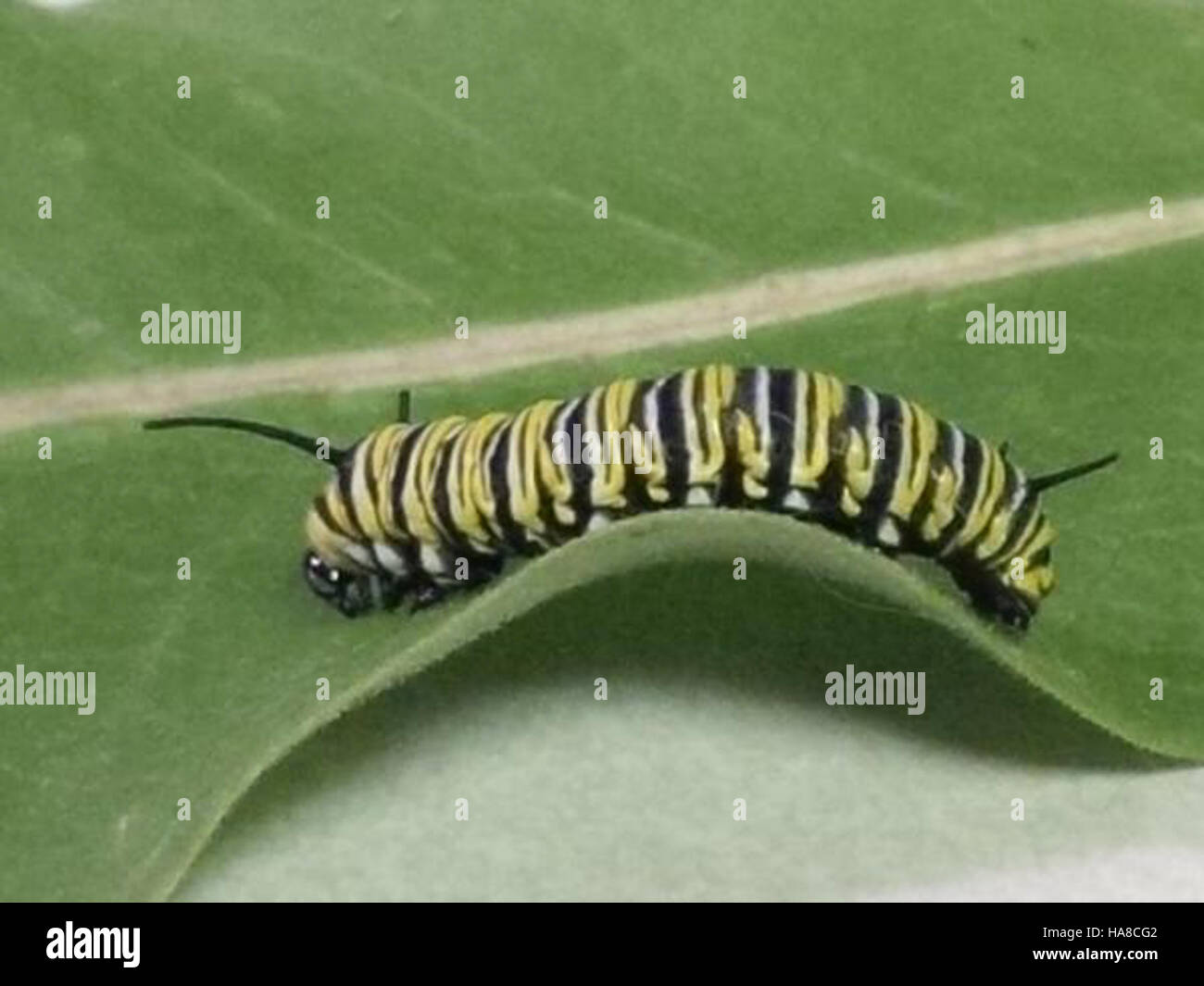 A Monarch caterpillar is shown in its natural habitat in Colorado. This ...