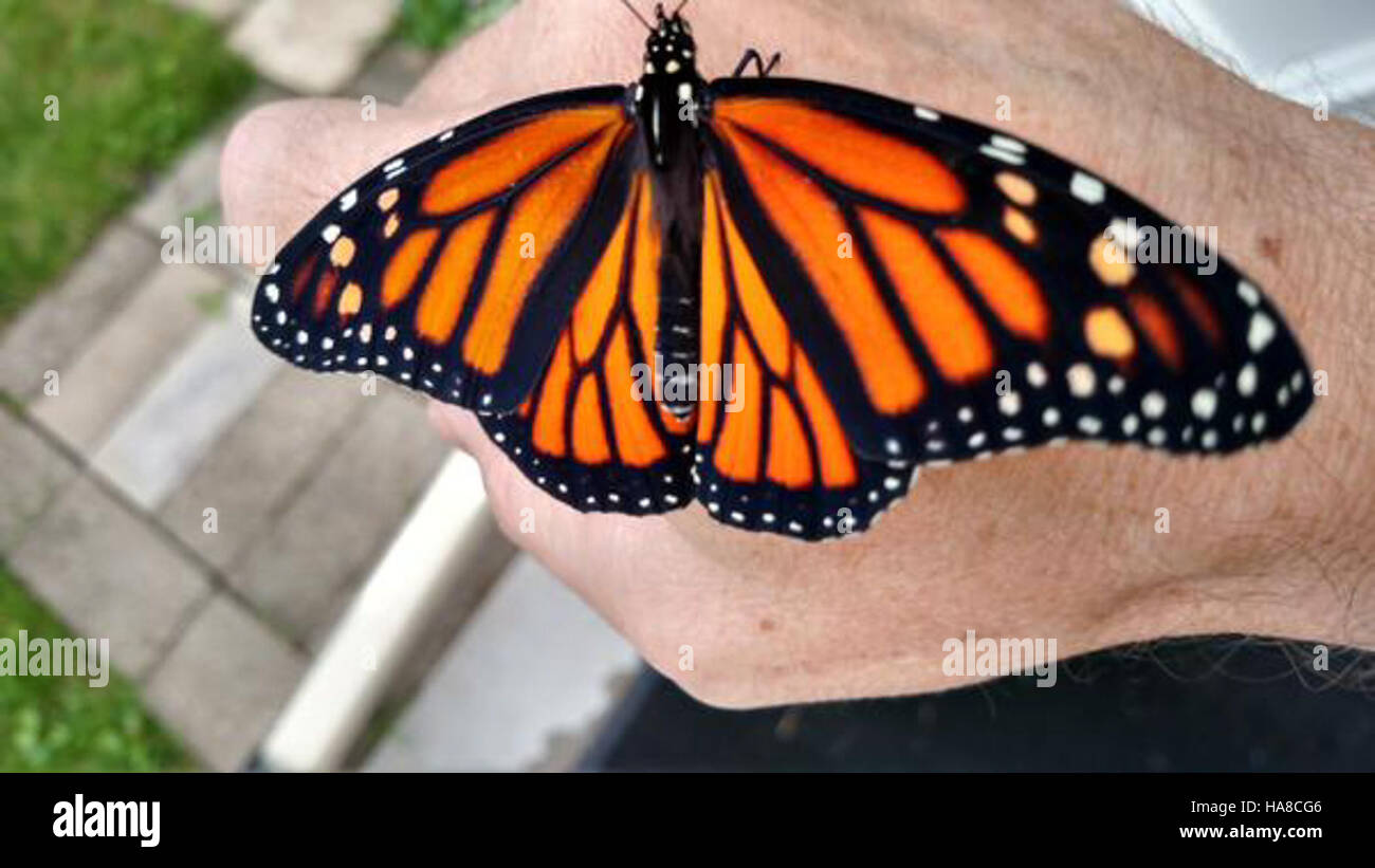 A Monarch Butterfly is observed in Iowa, within a National Park ...