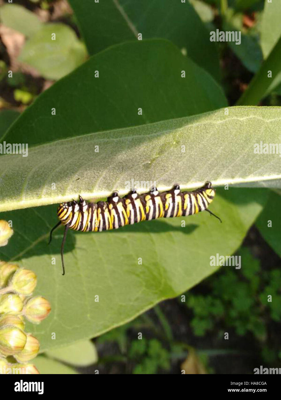 A monarch caterpillar is observed in Illinois, highlighting the ...
