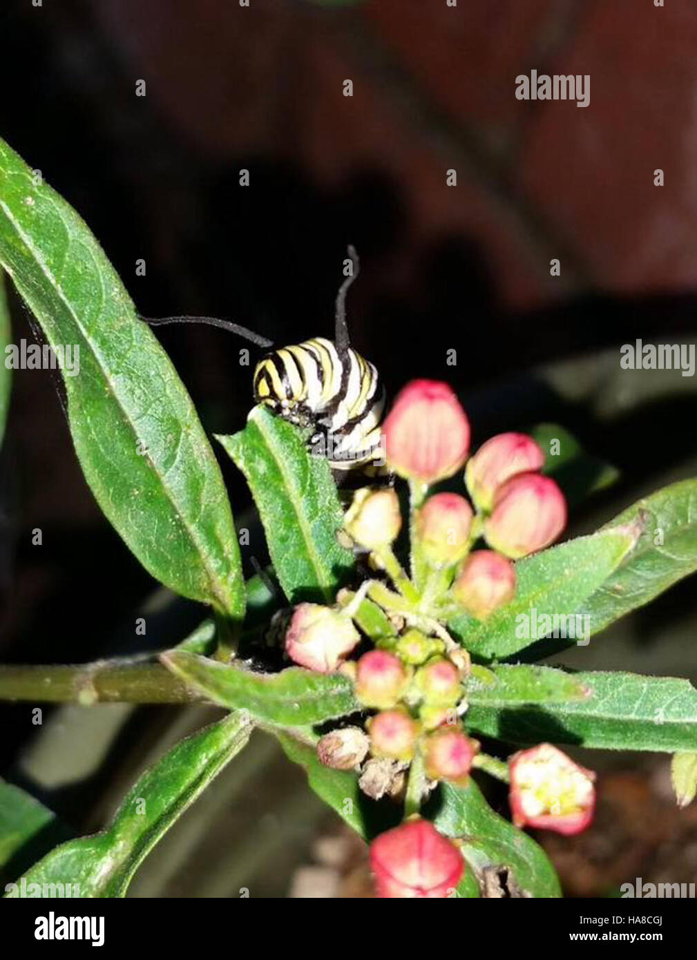 A Monarch caterpillar is spotted in a California National Park, where ...