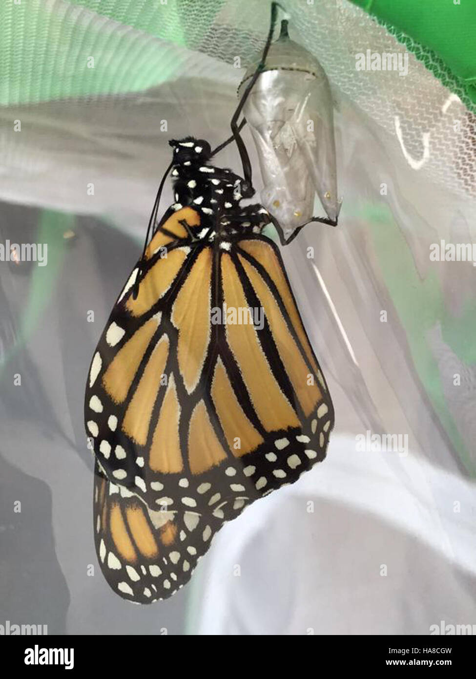 A Monarch butterfly in Iowa National Park illustrates the importance of ...