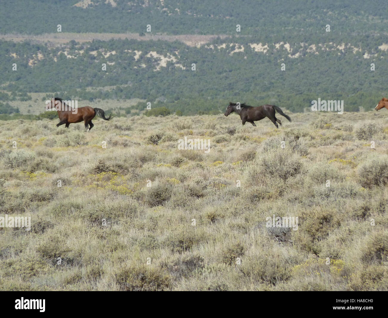 The Triple B Wild Horse Gather, organized by the Bureau of Land ...