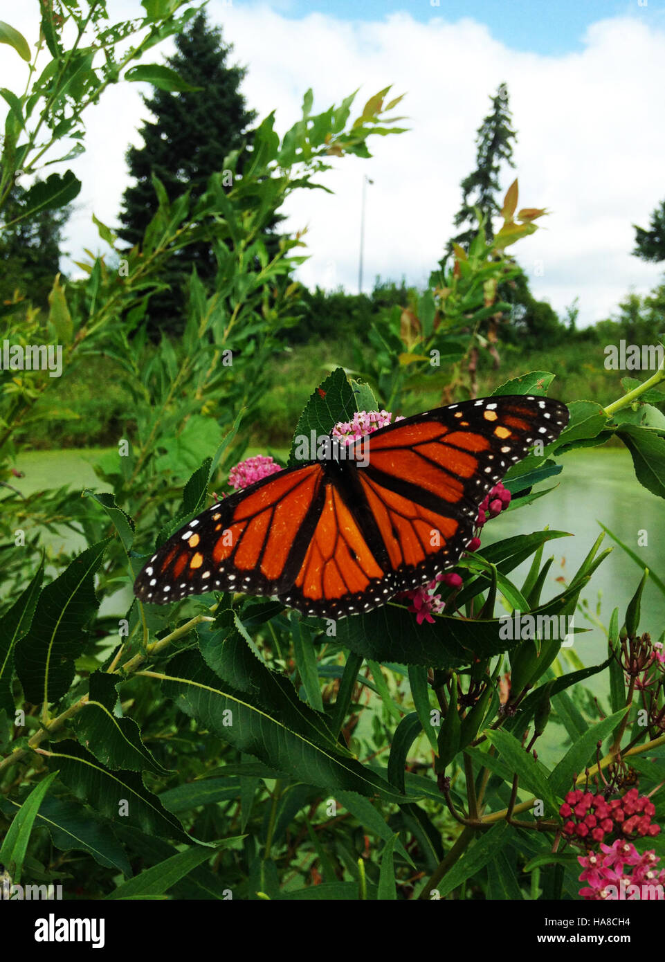 A male Monarch butterfly is photographed in Minnesota, where the ...