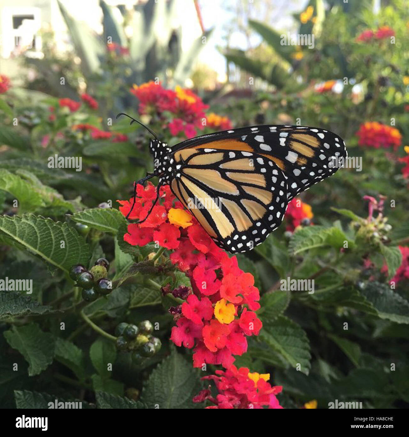 A Monarch Butterfly is observed in California's National Park, an area ...