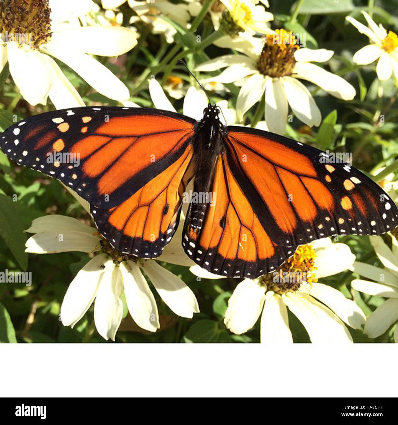 The Monarch Butterfly migrates through Texas, with efforts to protect ...