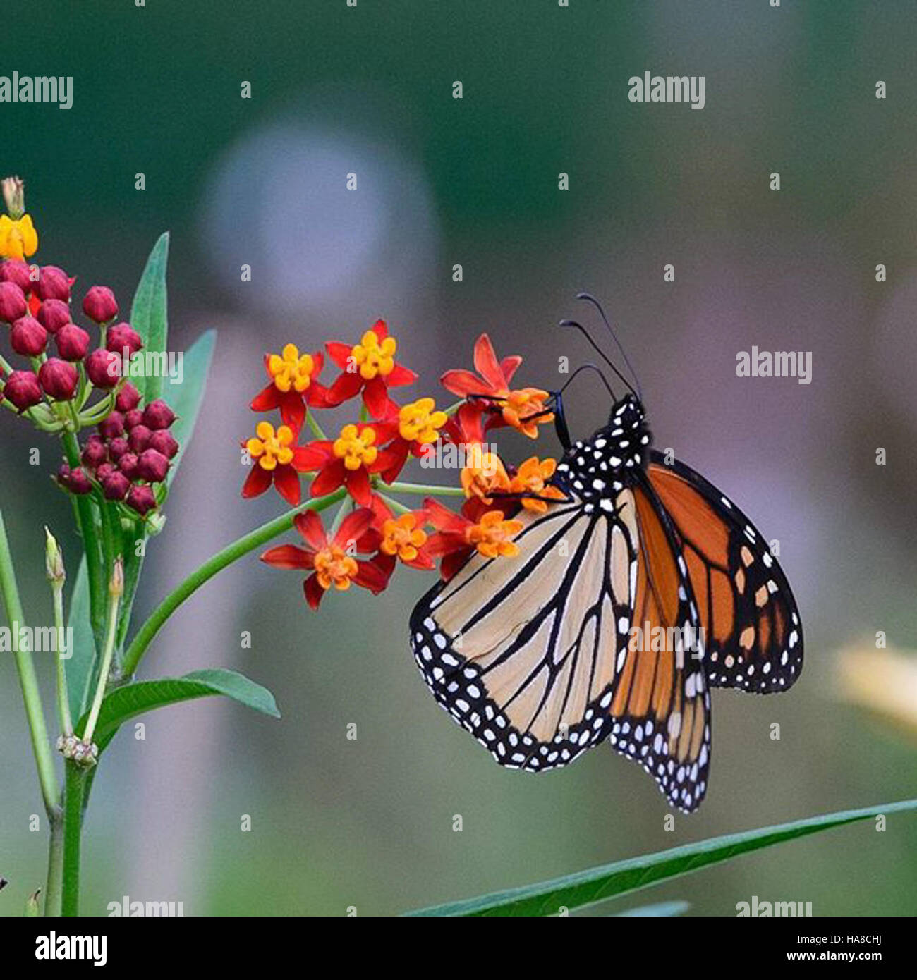 A Monarch butterfly is spotted in Missouri's National Park ...