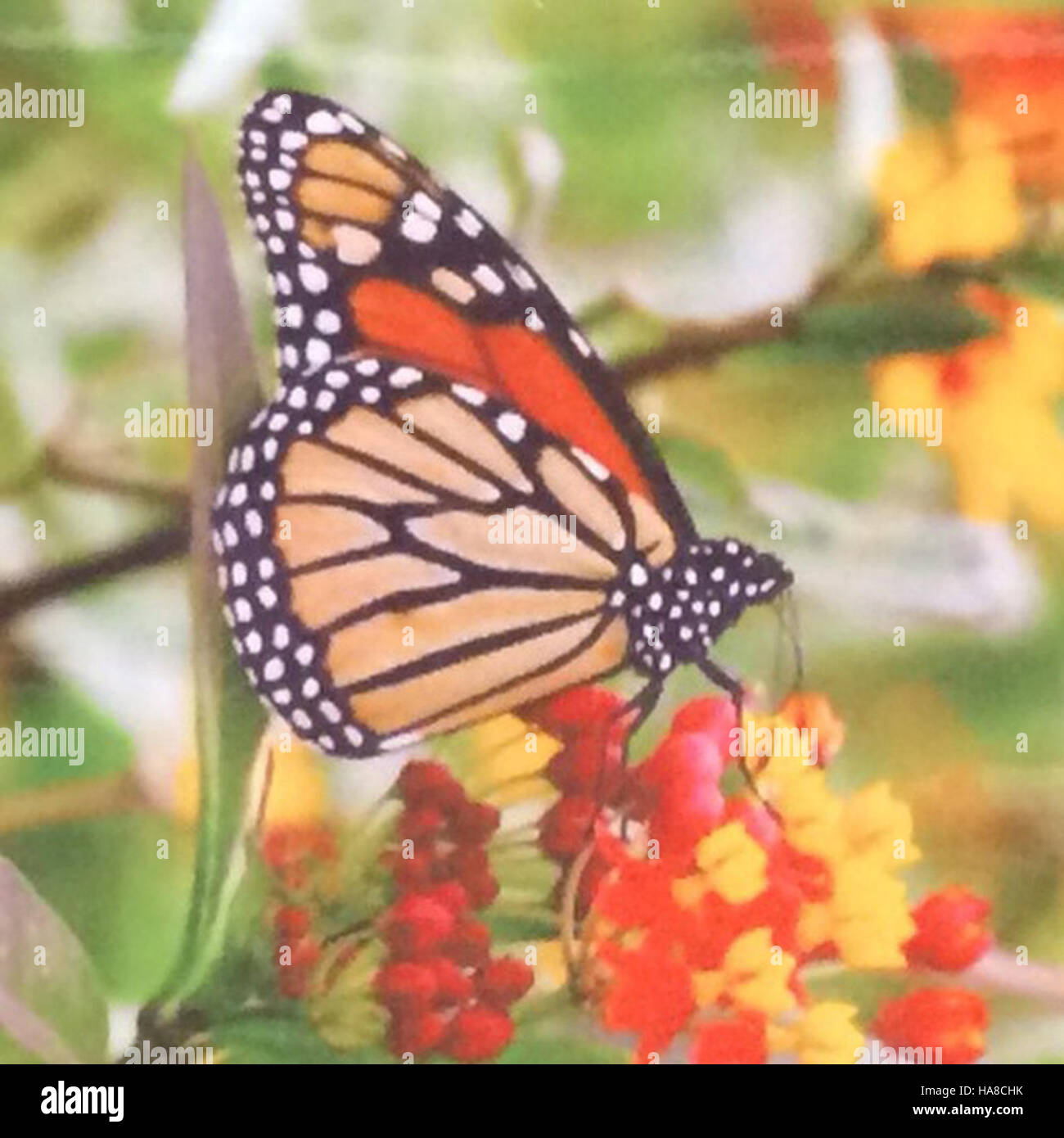 A Monarch Butterfly is seen in Minnesota’s national park, showcasing ...