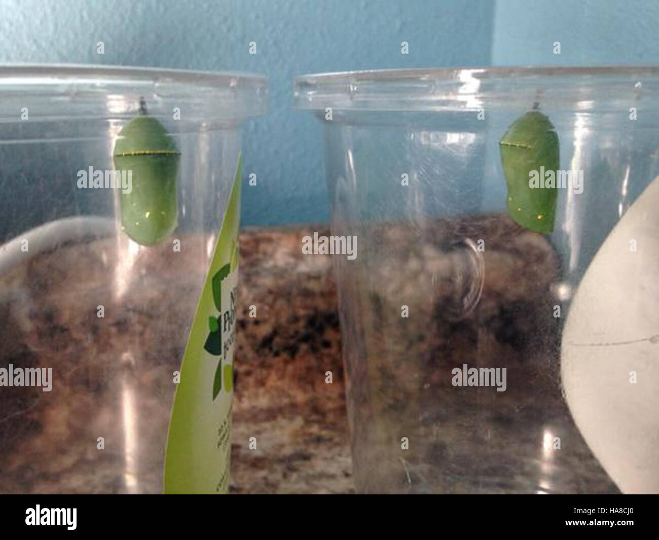 Monarch chrysalises are observed in an Iowa national park, emphasizing ...