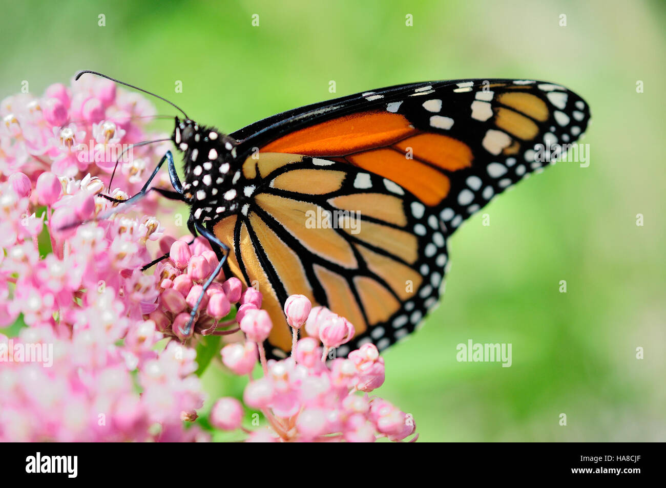 A Monarch butterfly is pictured in its natural habitat within an Idaho ...