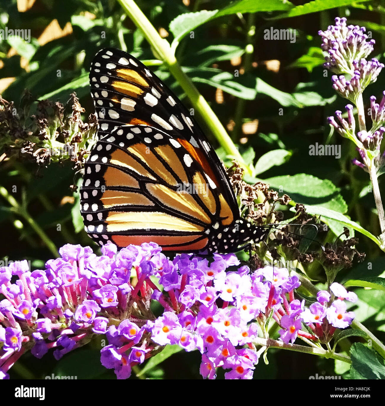 A Monarch Butterfly is observed in Idaho’s National Park, highlighting ...