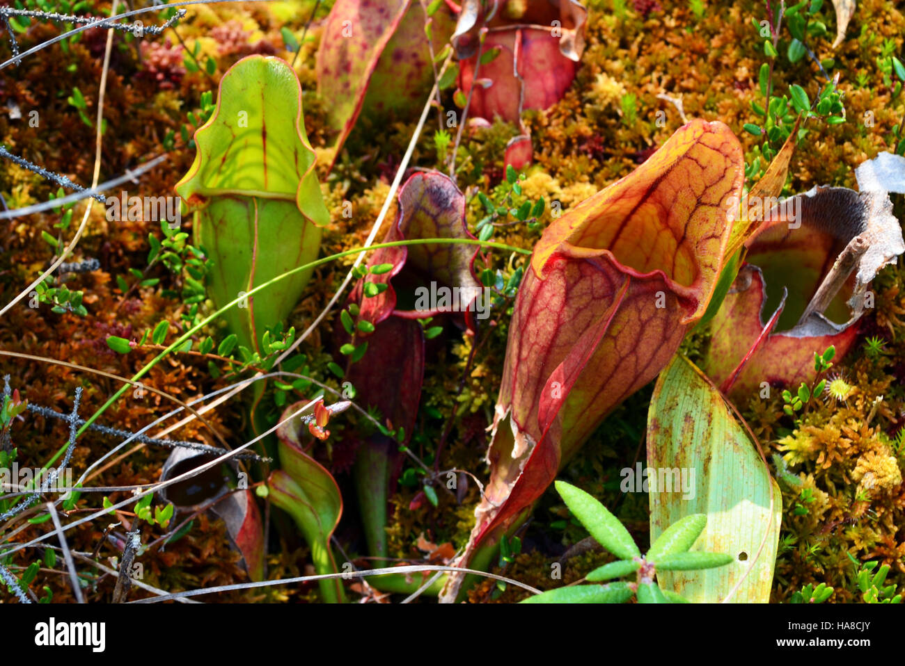 Pitcher plants, native to Northern Minnesota, are carnivorous plants ...