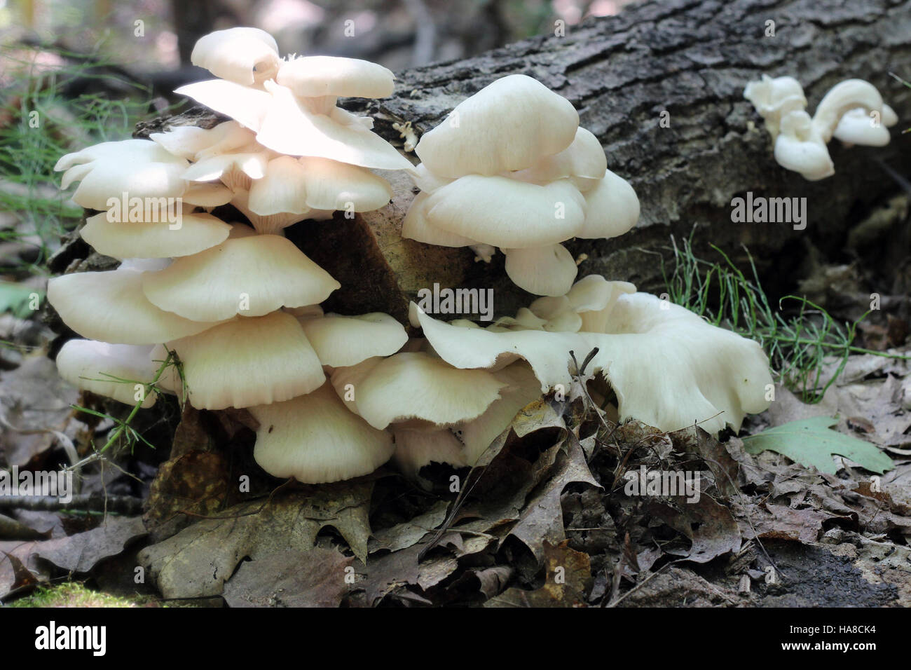 Mushrooms thrive in the damp, shaded environments of national parks ...