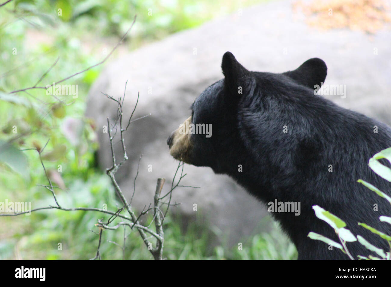 usfwsmidwest 20518473248 Black Bear Stock Photo - Alamy