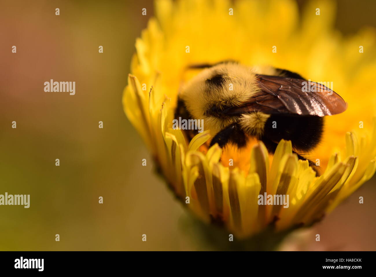 Buzzing bumblebee hi-res stock photography and images - Alamy