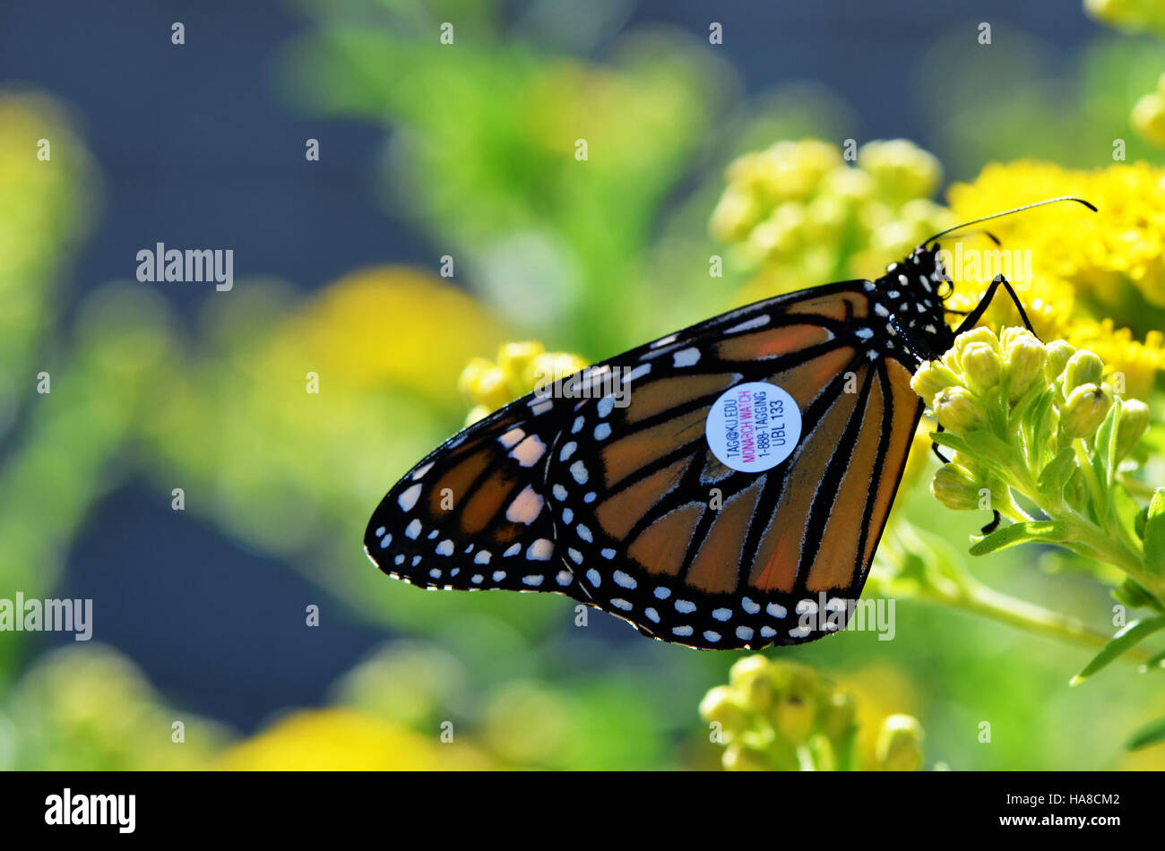 A tagged Monarch butterfly in a National Park illustrates the ongoing ...