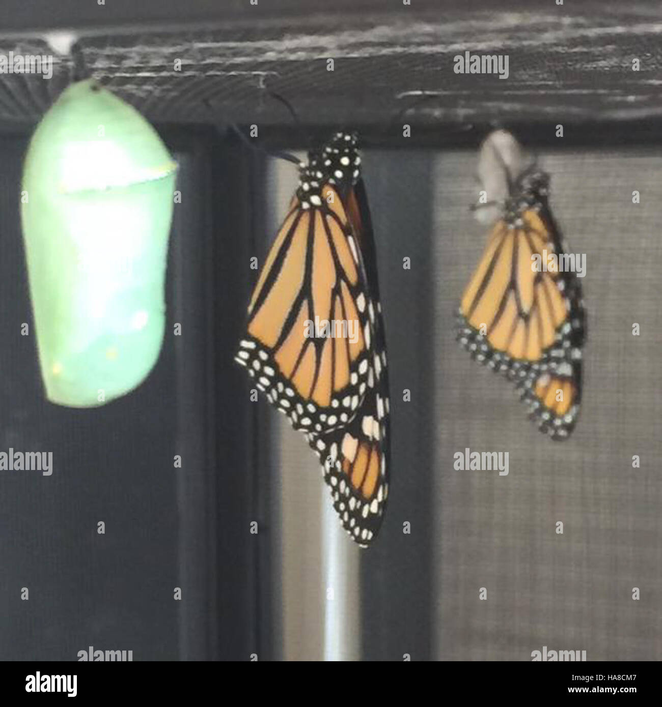 Monarch butterflies and their chrysalises are featured in this image ...