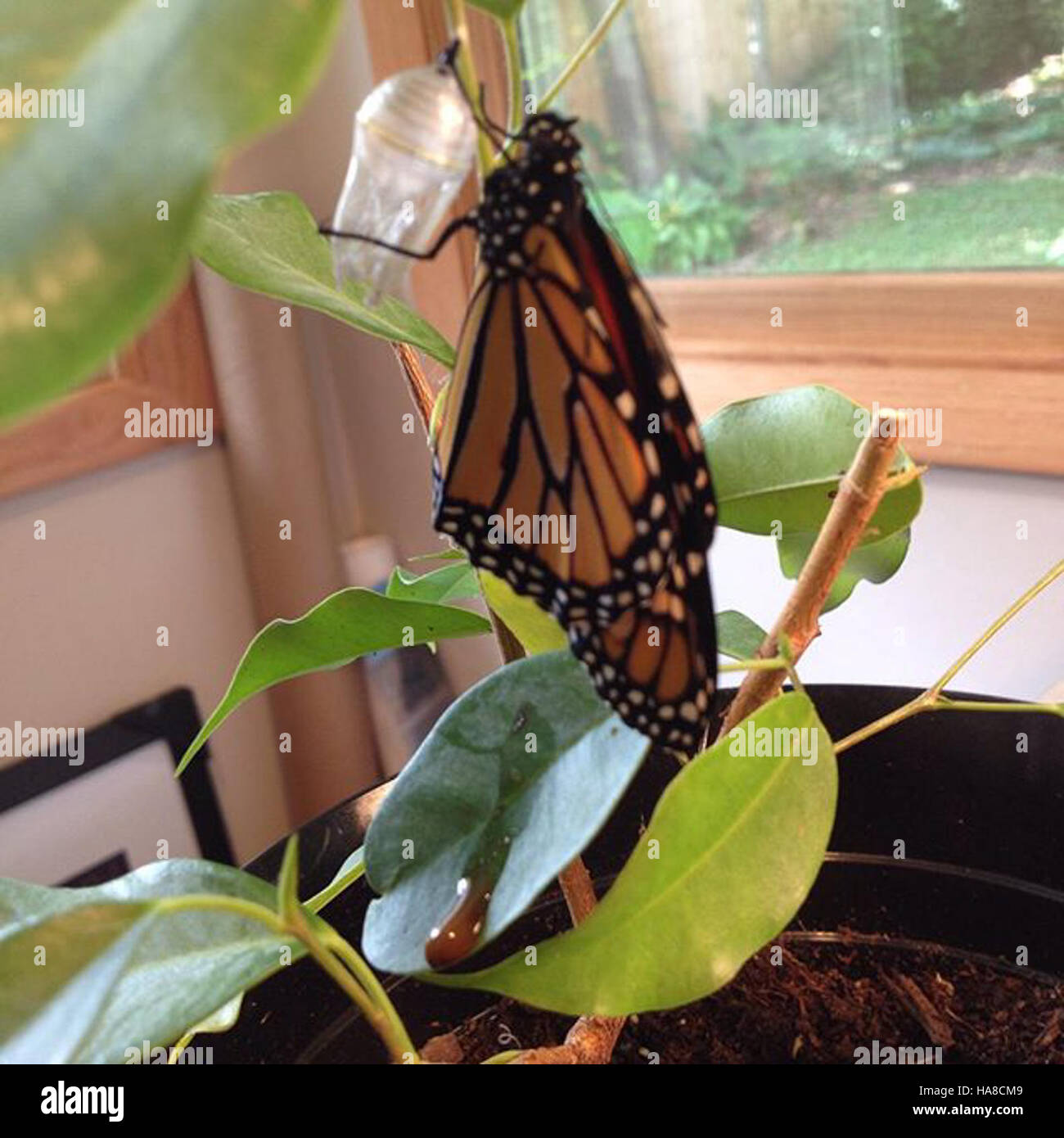 Monarch butterflies, a vital species in North American ecosystems, are ...
