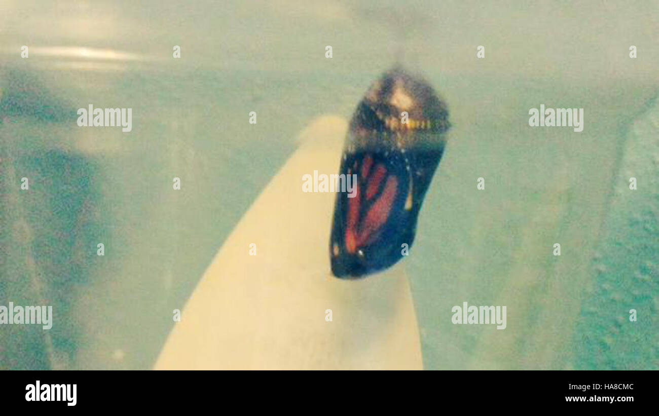 The Monarch Chrysalis in Iowa National Park highlights the lifecycle of ...