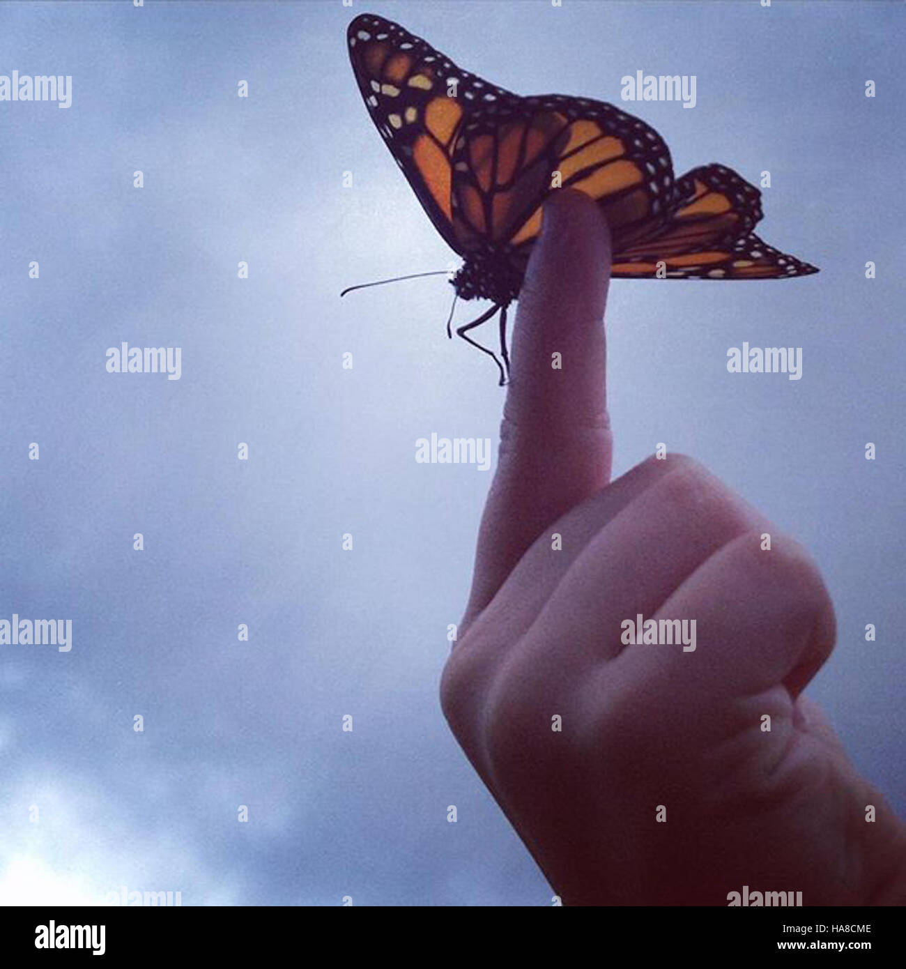 The Monarch Butterfly is a key species in U.S. wildlife conservation ...