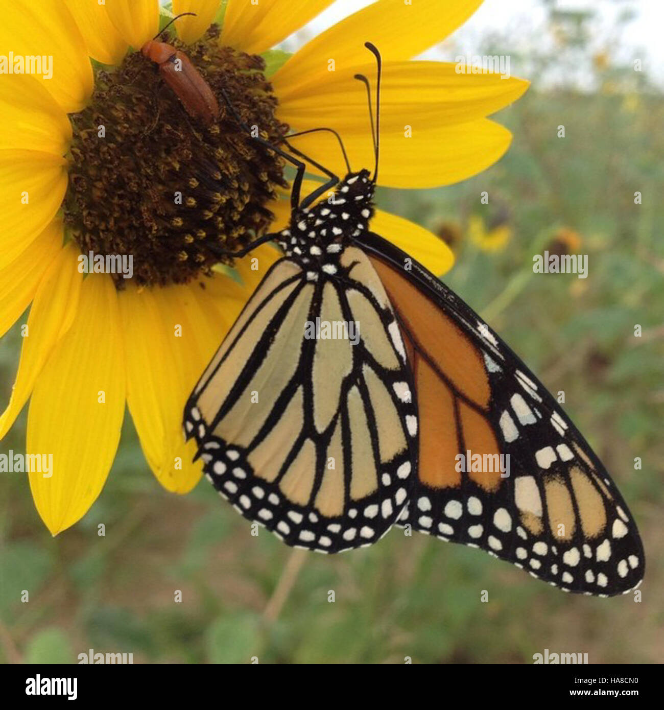 A Monarch Butterfly is photographed in Texas, where the species ...