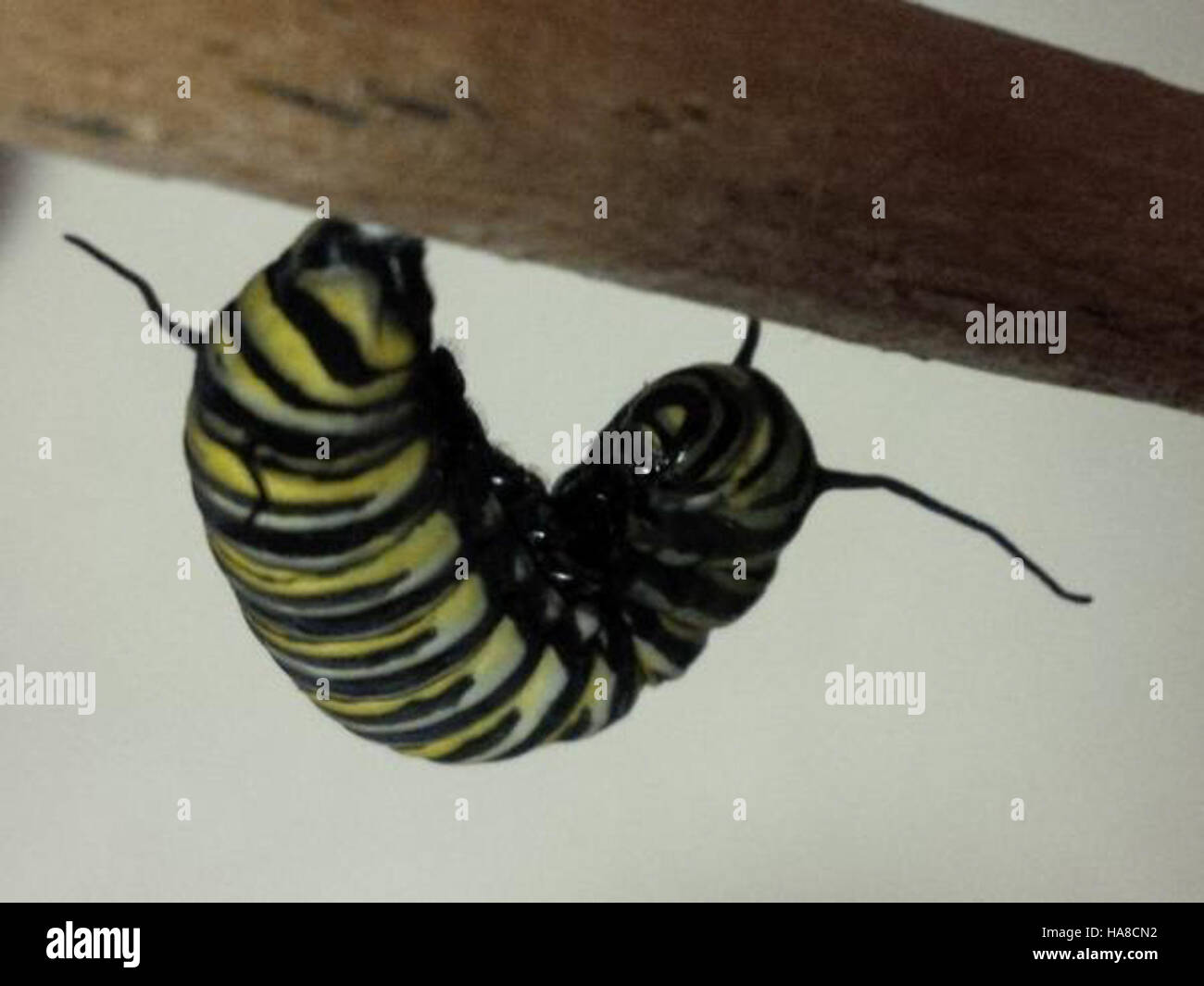 A monarch caterpillar seen in a Colorado National Park. Monarch ...