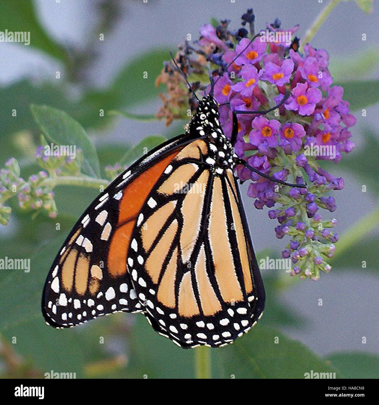 The Monarch butterfly is a key species within national parks across the ...
