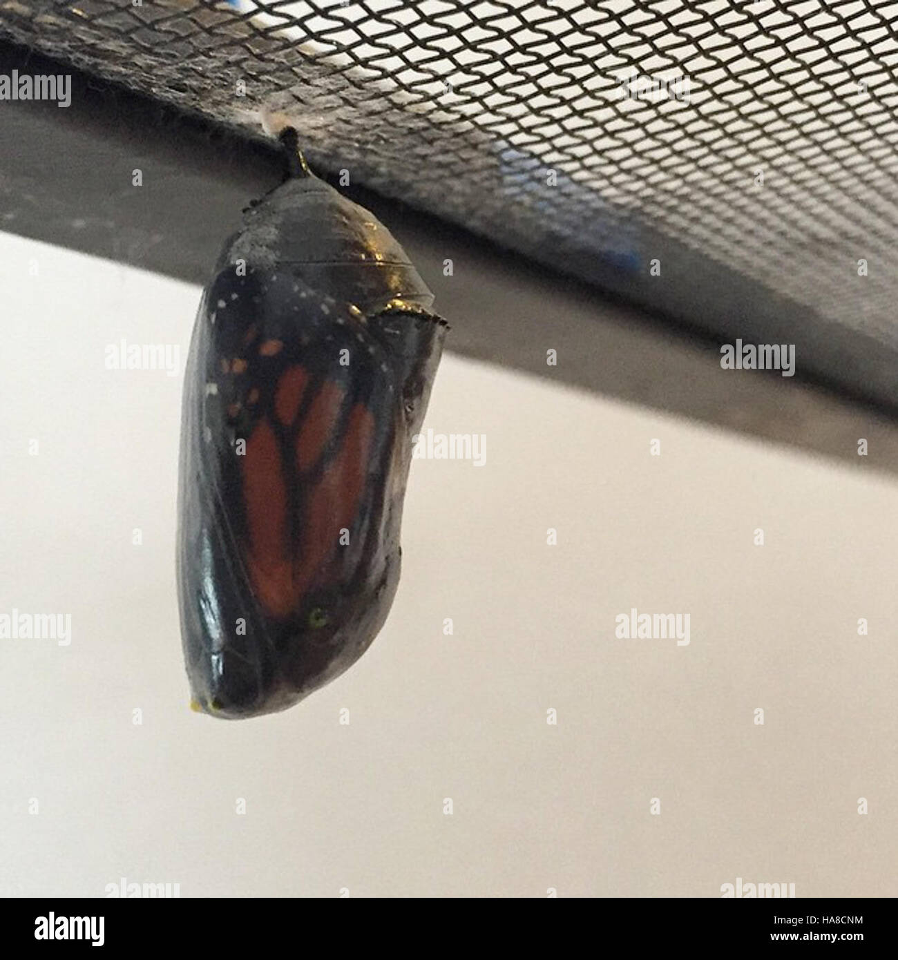 A Monarch chrysalis in a California National Park shows the ...