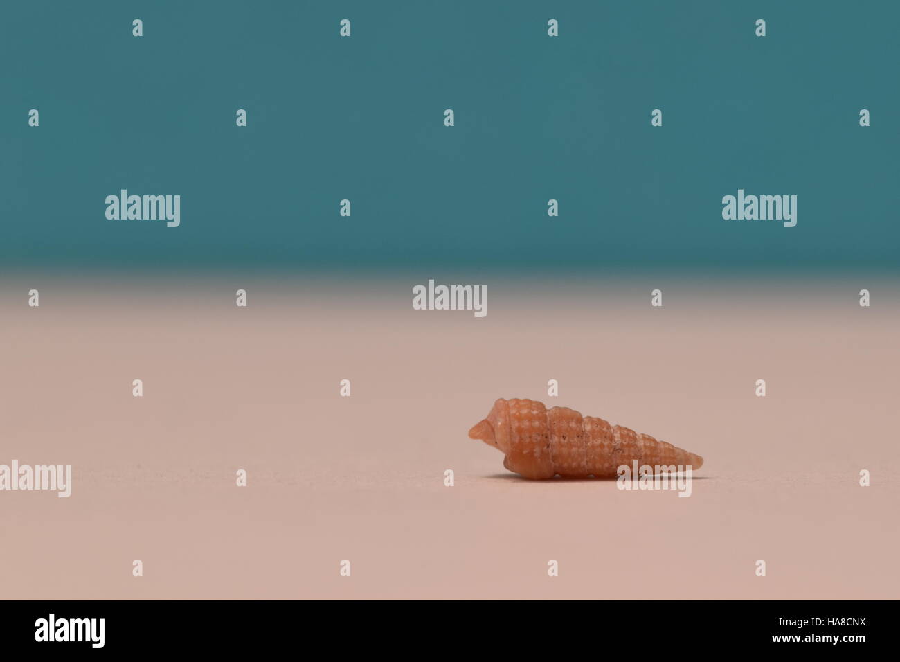 Conical shell hi-res stock photography and images - Alamy