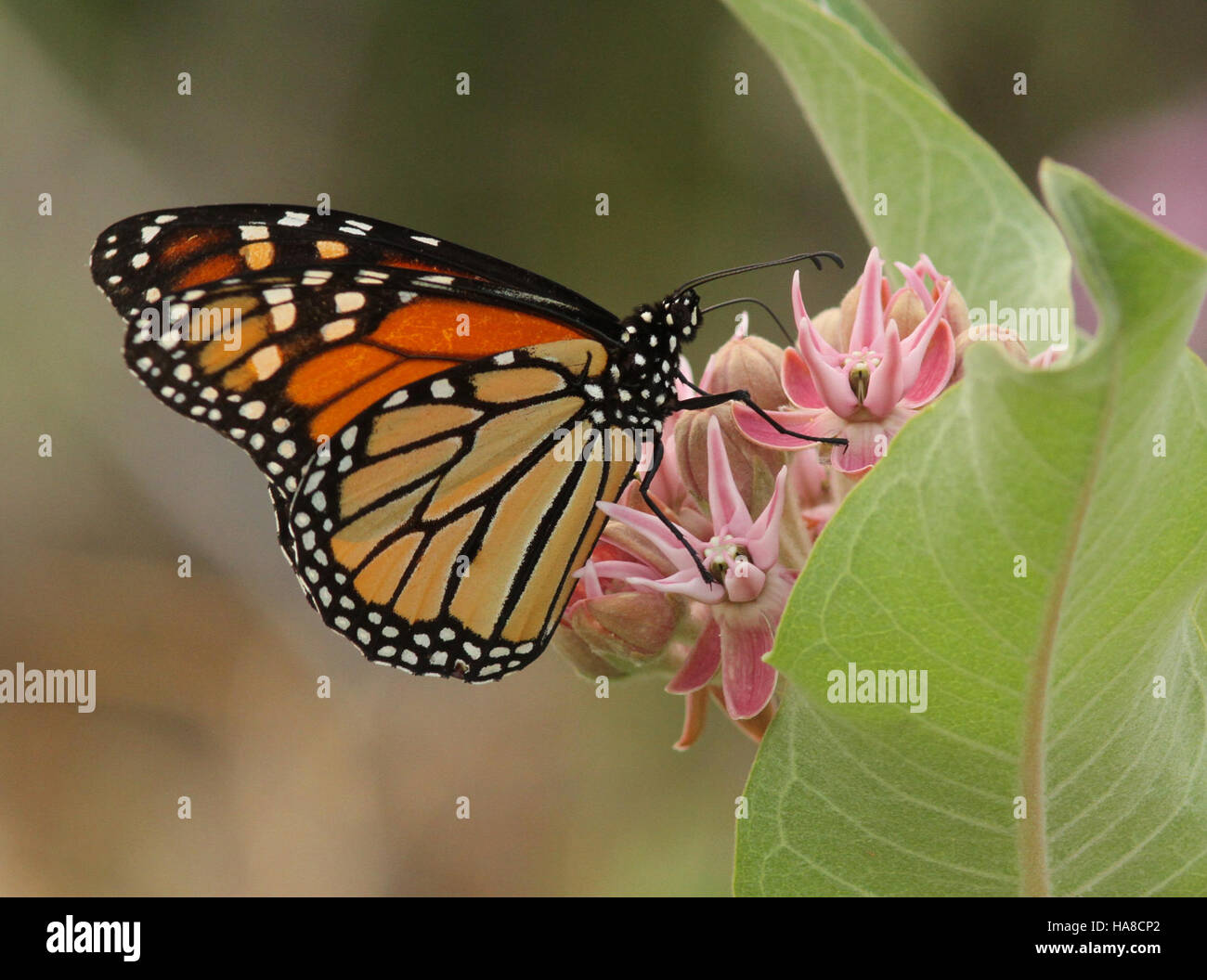 A Monarch butterfly in Washington National Park, illustrating the park ...