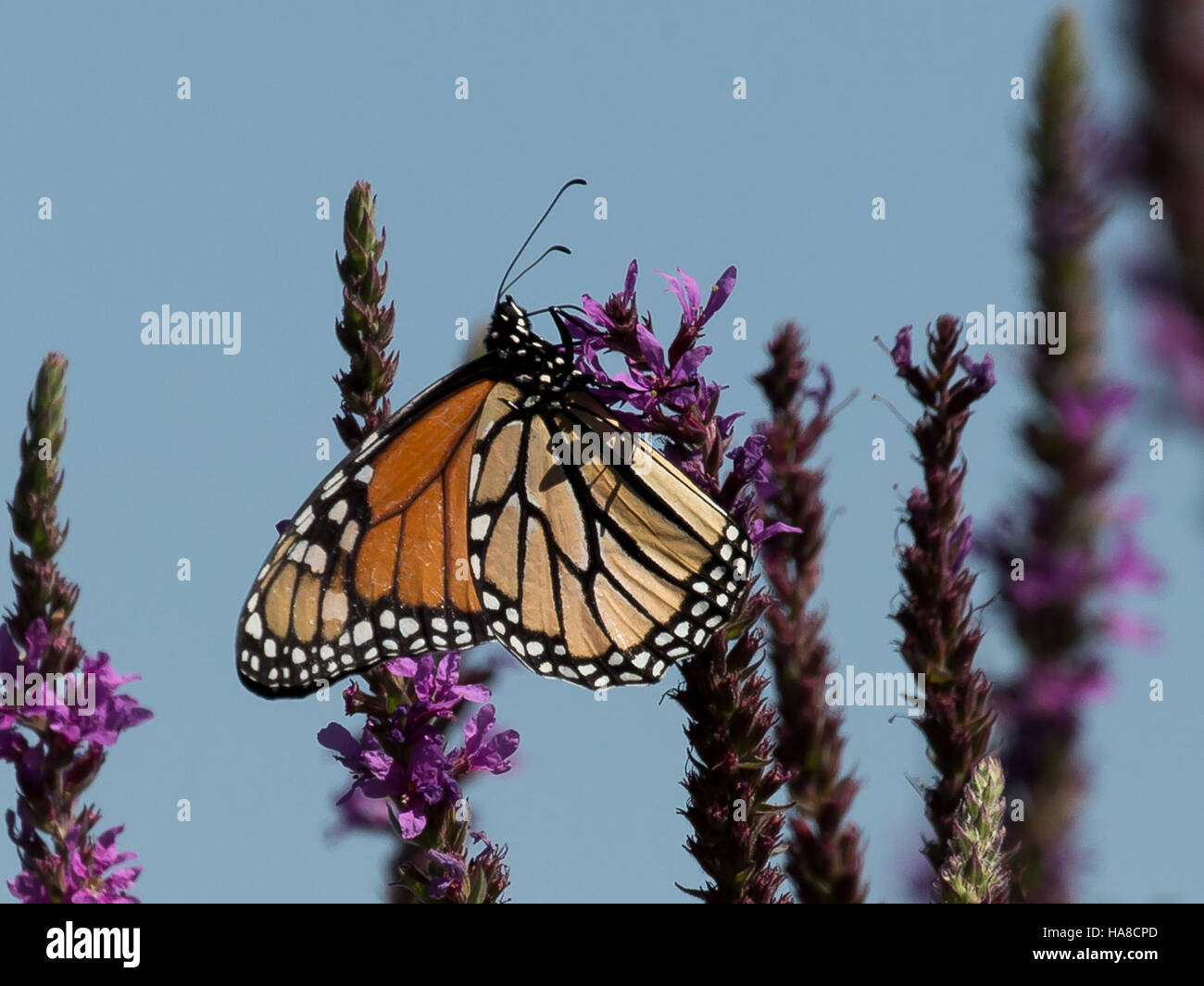 A Monarch Butterfly is seen in Washington National Park, highlighting ...
