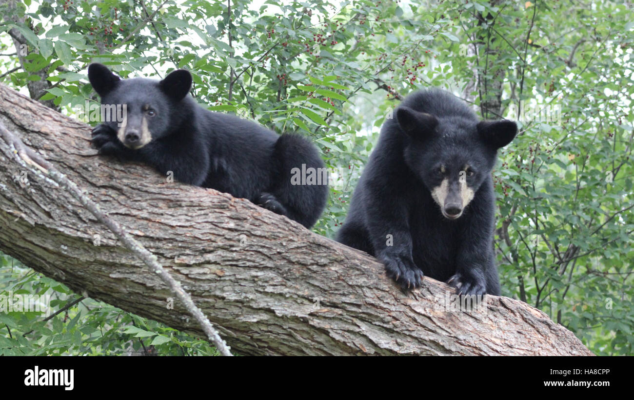 Black bears are seen within their natural habitat in a national park ...