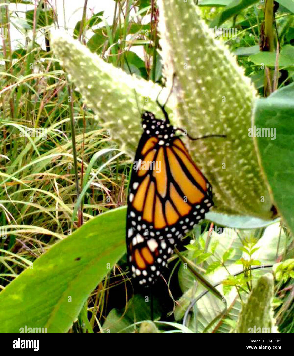 A monarch butterfly in Illinois' National Park demonstrates the species ...