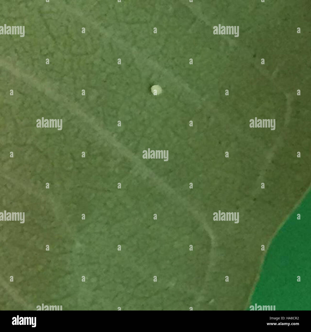 The Monarch Egg Project in National Parks involves the study and ...