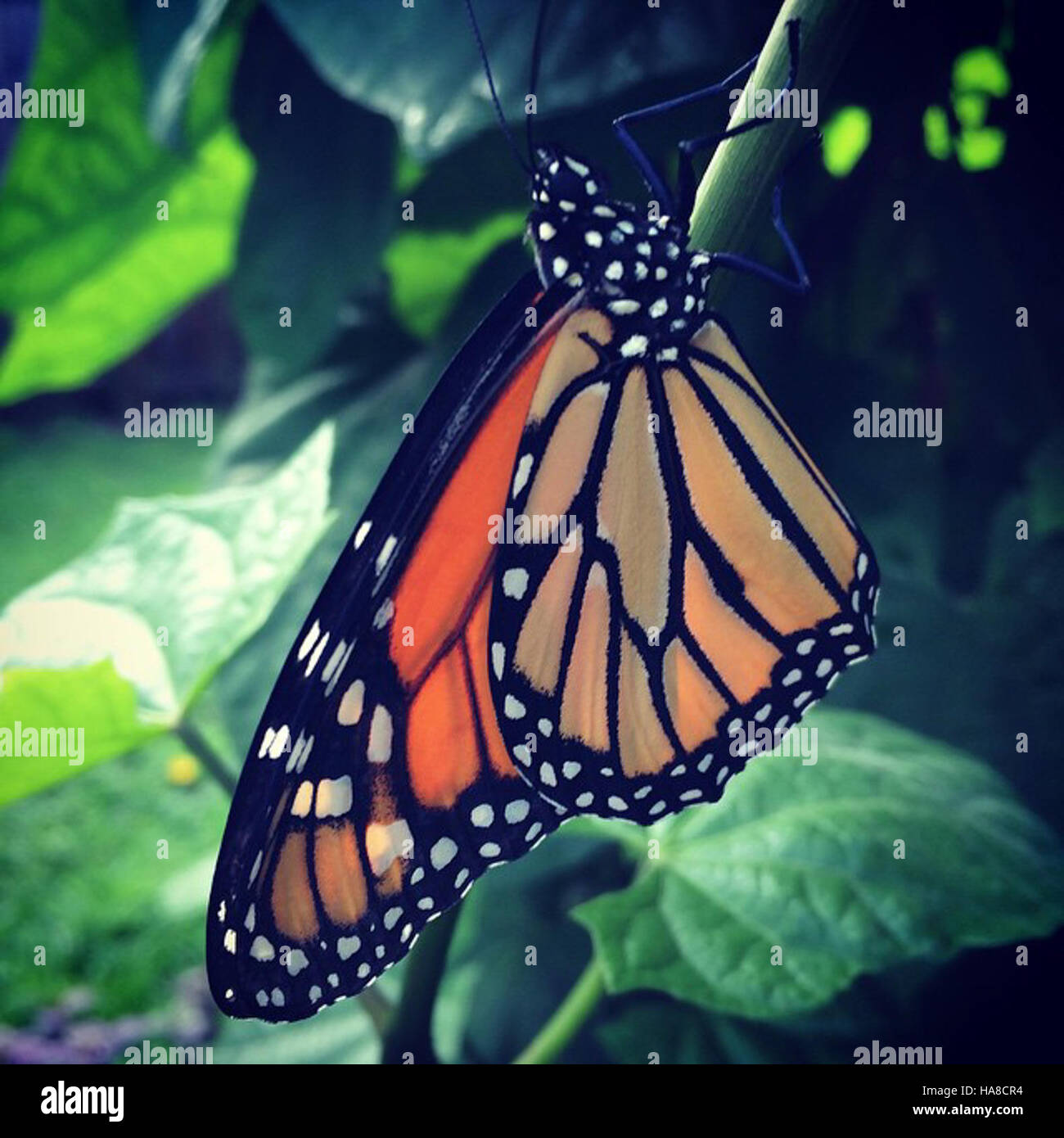 The Monarch Butterfly, known for its impressive migration, is seen in ...