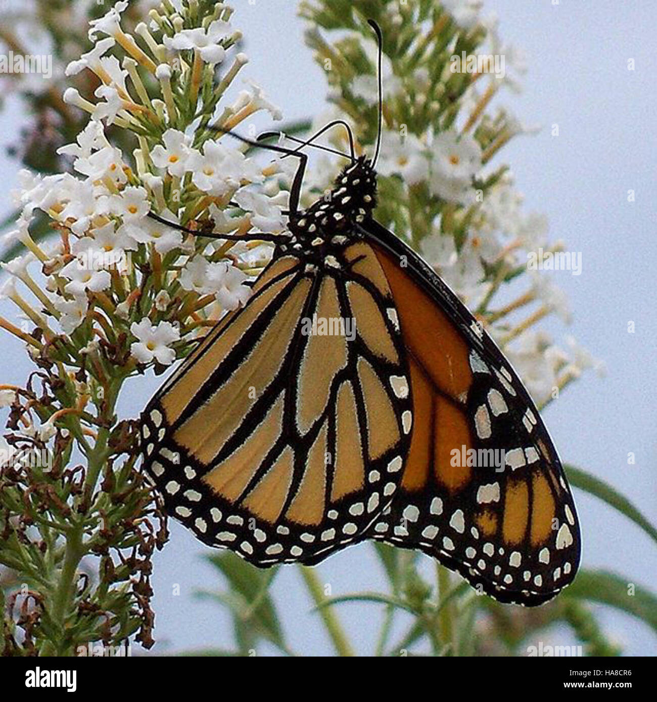 The Monarch Butterfly National Park is a critical conservation area ...