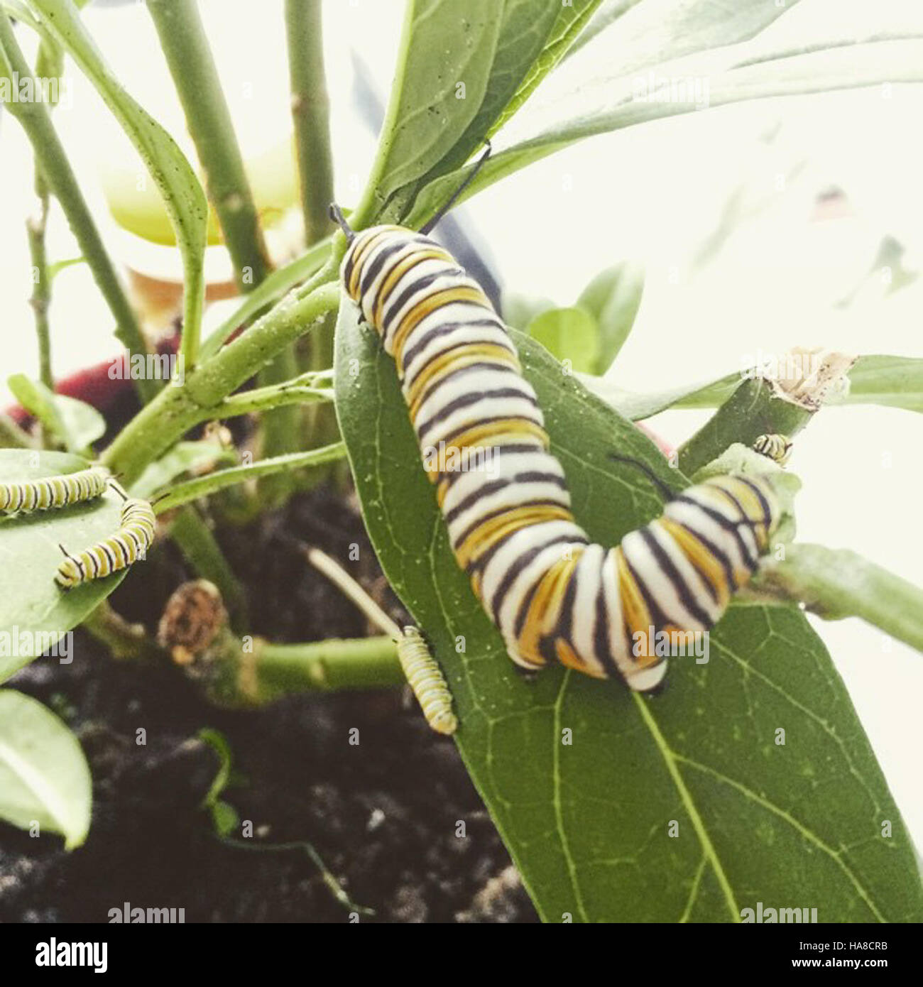 A Monarch caterpillar in Florida National Park, emphasizing the ...