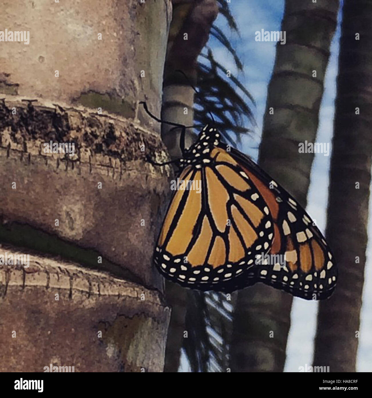 The Monarch Butterfly is a migratory species known for its long ...