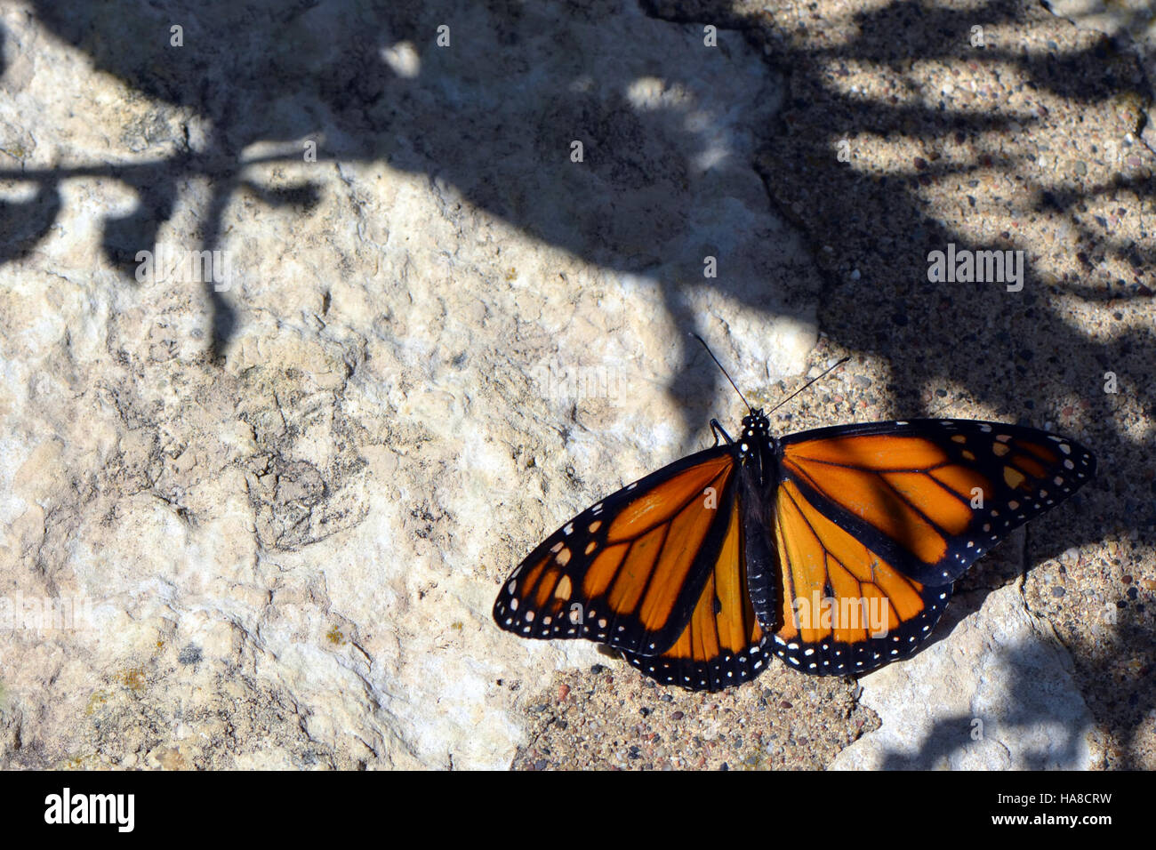 A tagged Monarch butterfly in a national park highlights ongoing ...