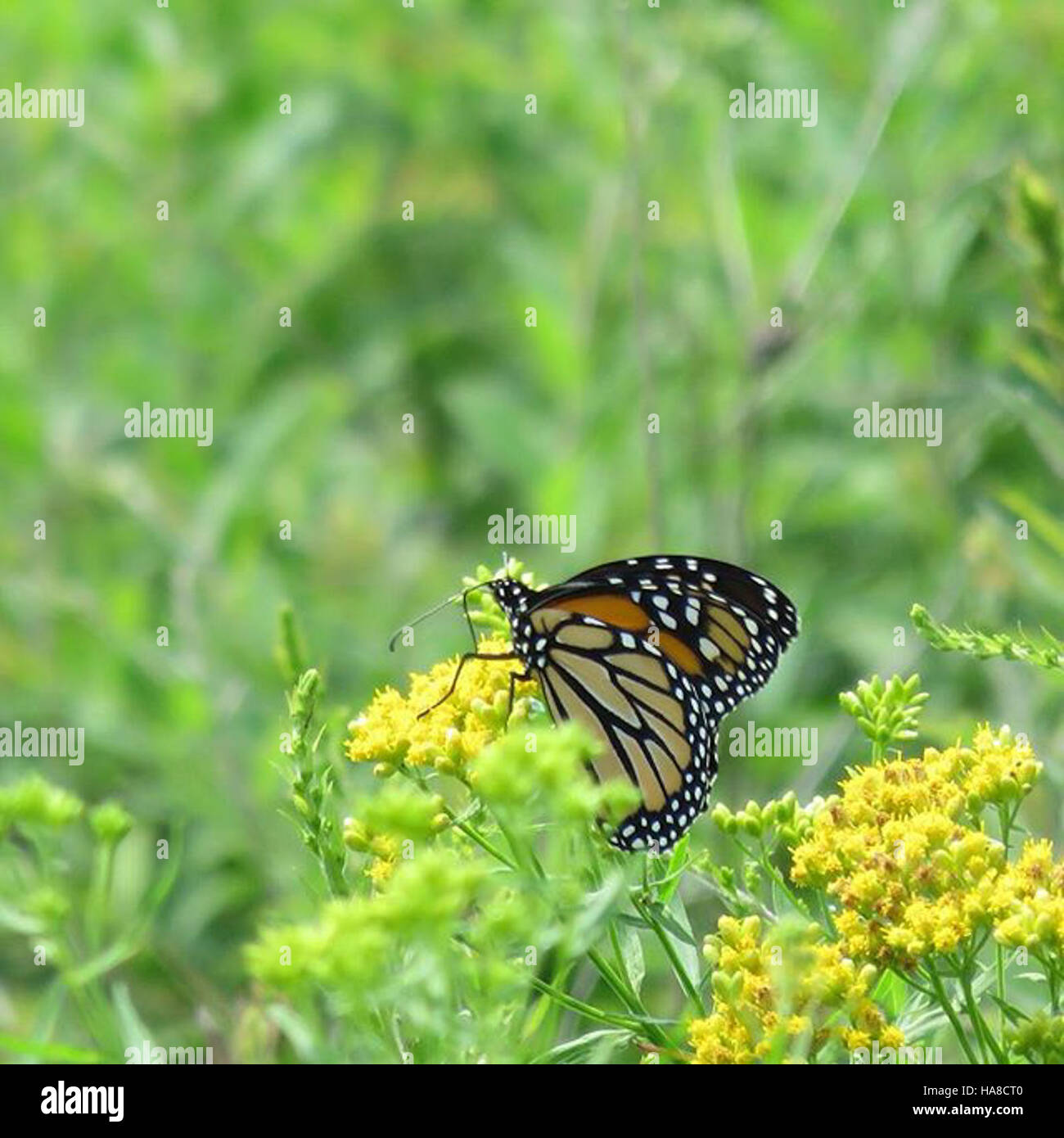 The Monarch Butterfly is featured in a National Park, emphasizing ...