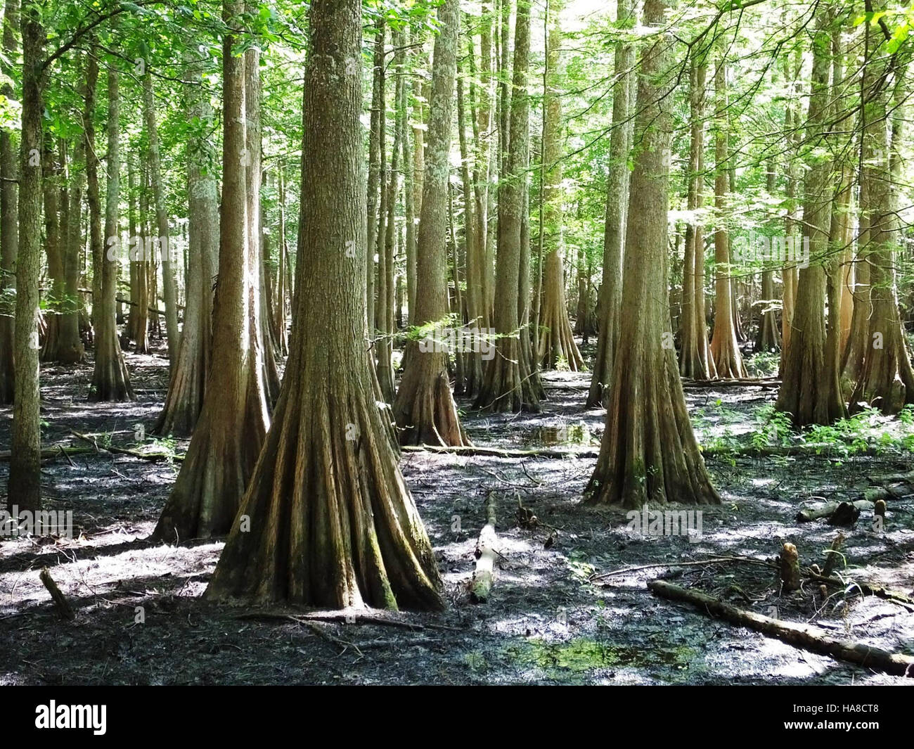 Commonly found on bald cypress hi-res stock photography and images - Alamy
