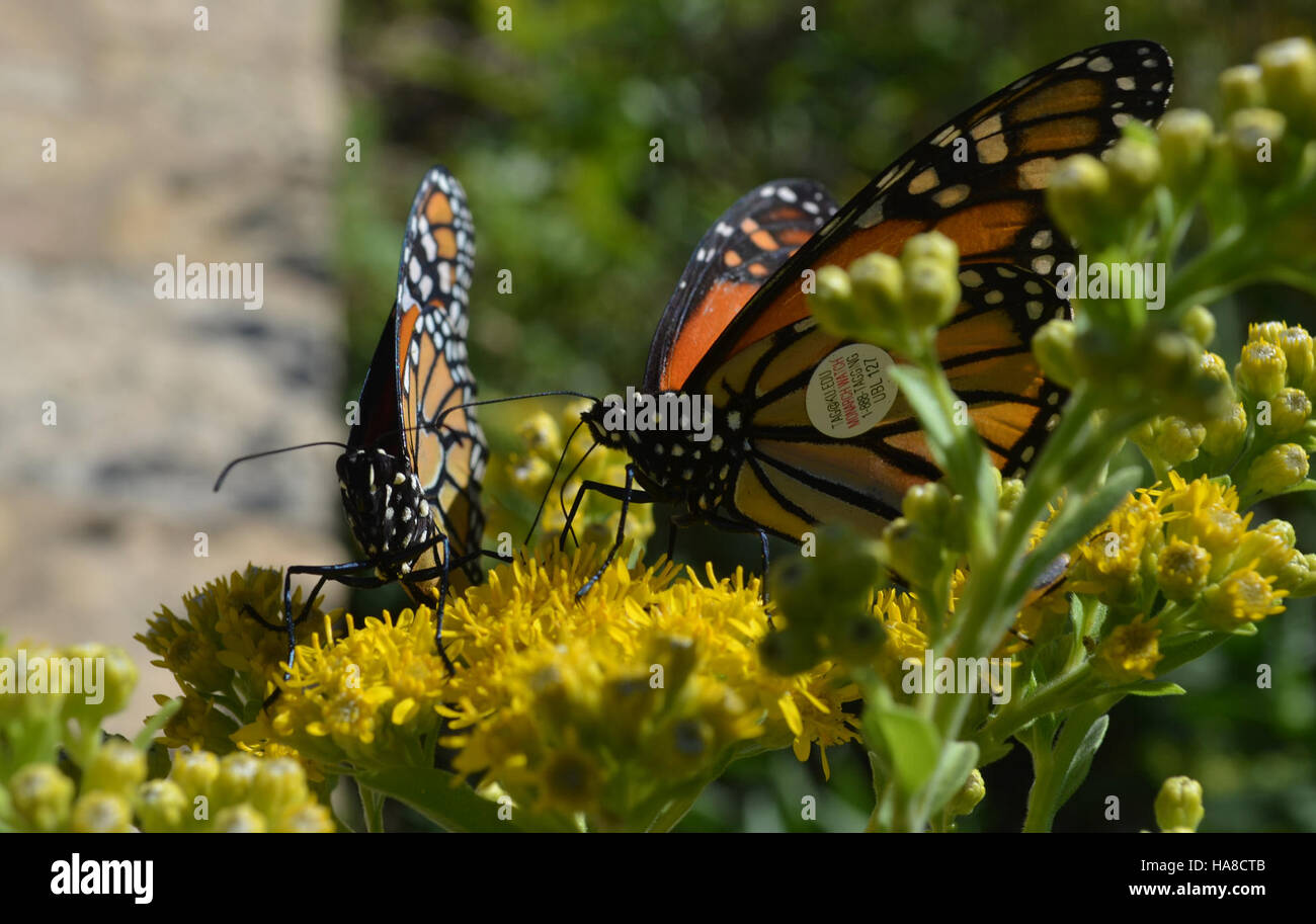 Monarch butterflies are tagged for tracking at Minnesota Valley ...