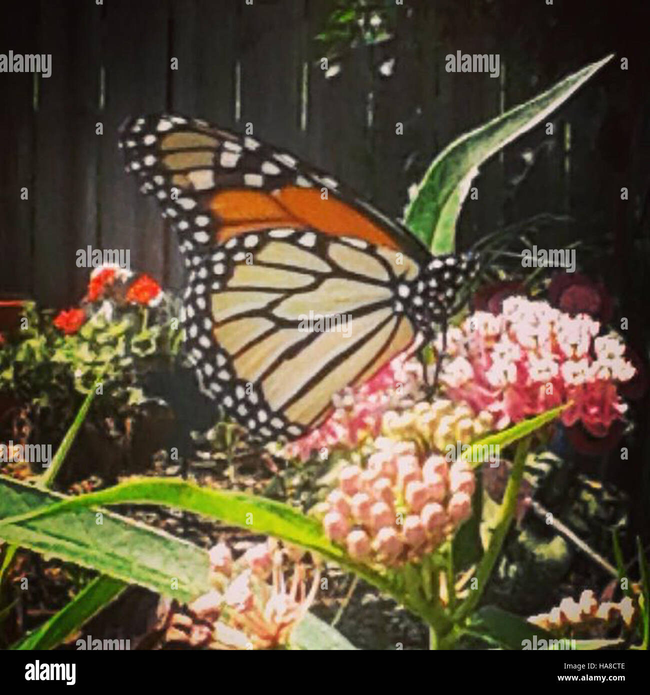 A photo of a Monarch butterfly in Missouri, focusing on its importance ...