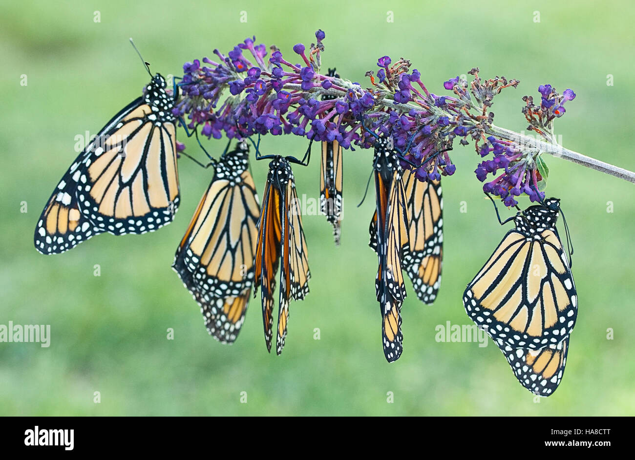 Monarch butterflies are an iconic species in Michigan National Park ...
